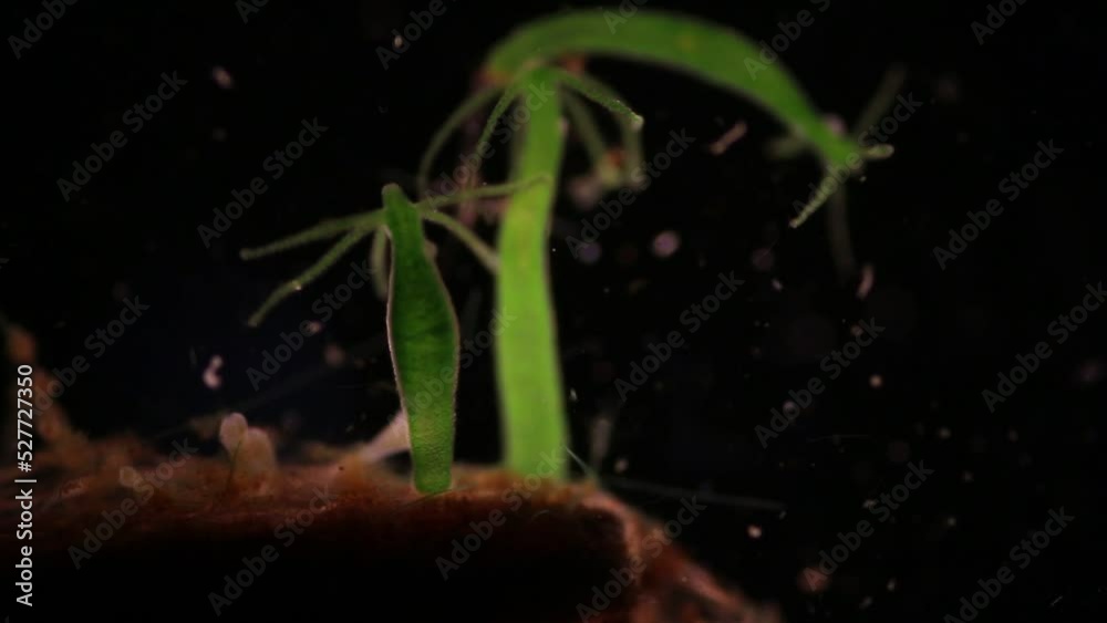 Video „Hydra under the microscope, Hydra is a genus of small, fresh ...