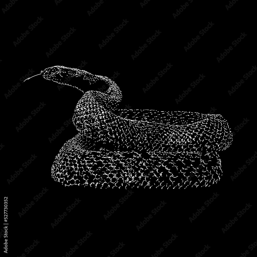 Inland Taipan Snake hand drawing vector illustration isolated on black ...