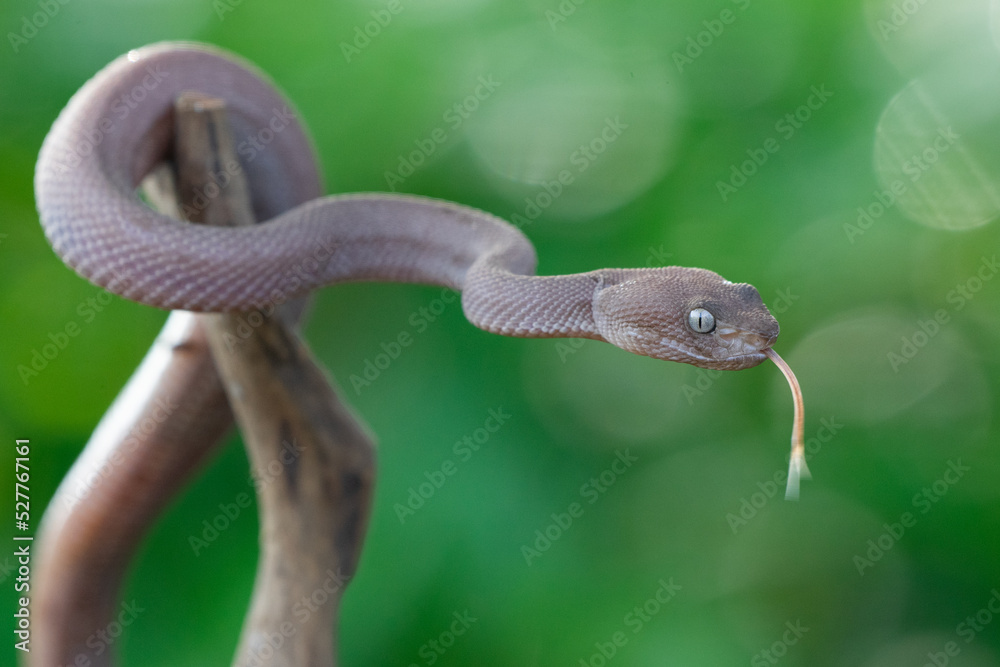 Grey mangrove pit viper snake Trimeresurus purpureomaculatus in the ...