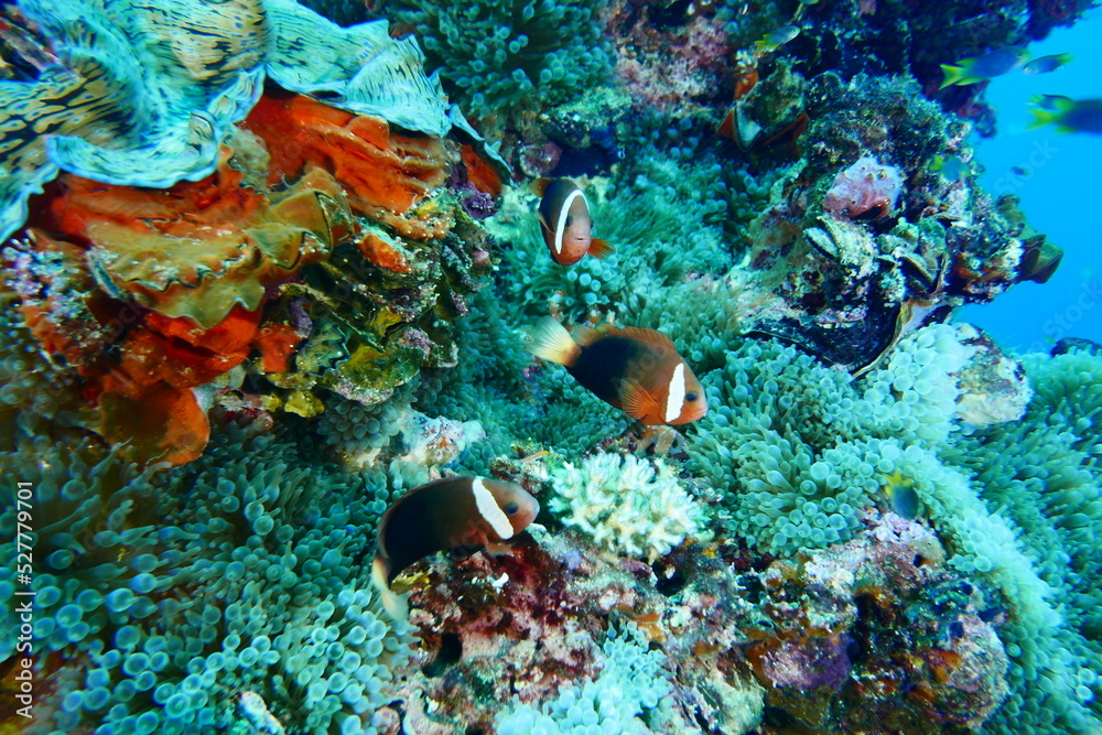 Diving on the "Iro" famous ship wrecks of the Palau archipelago. Diving ...