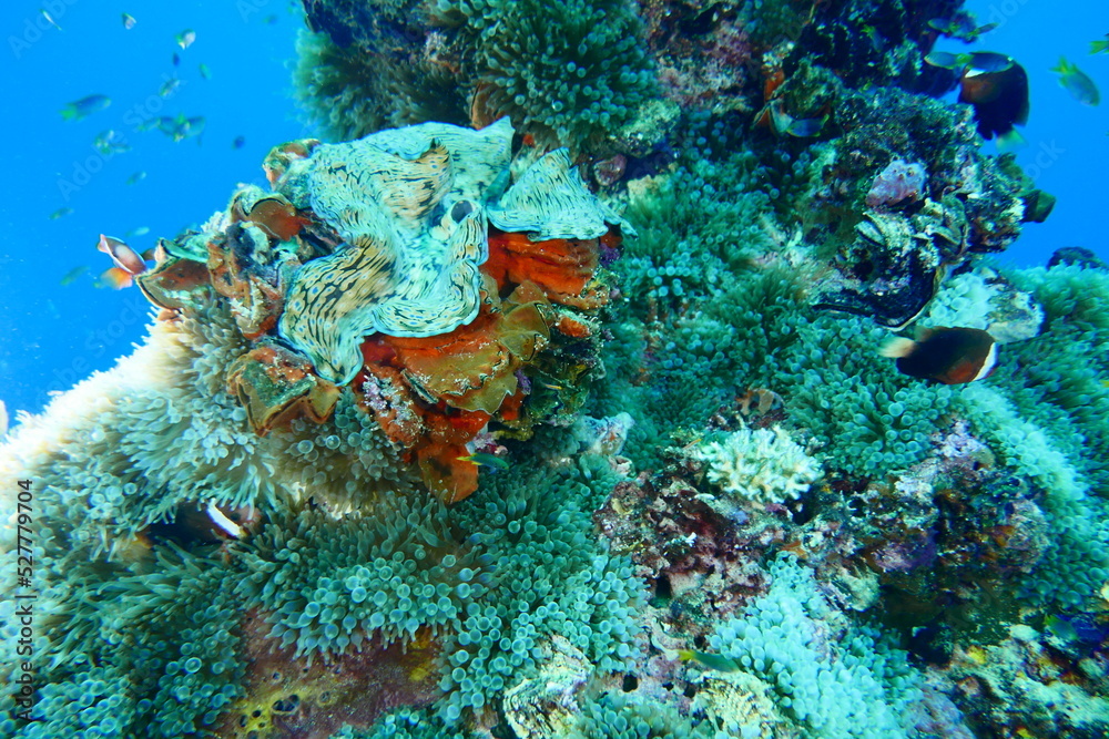 Diving on the "Iro" famous ship wrecks of the Palau archipelago. Diving ...