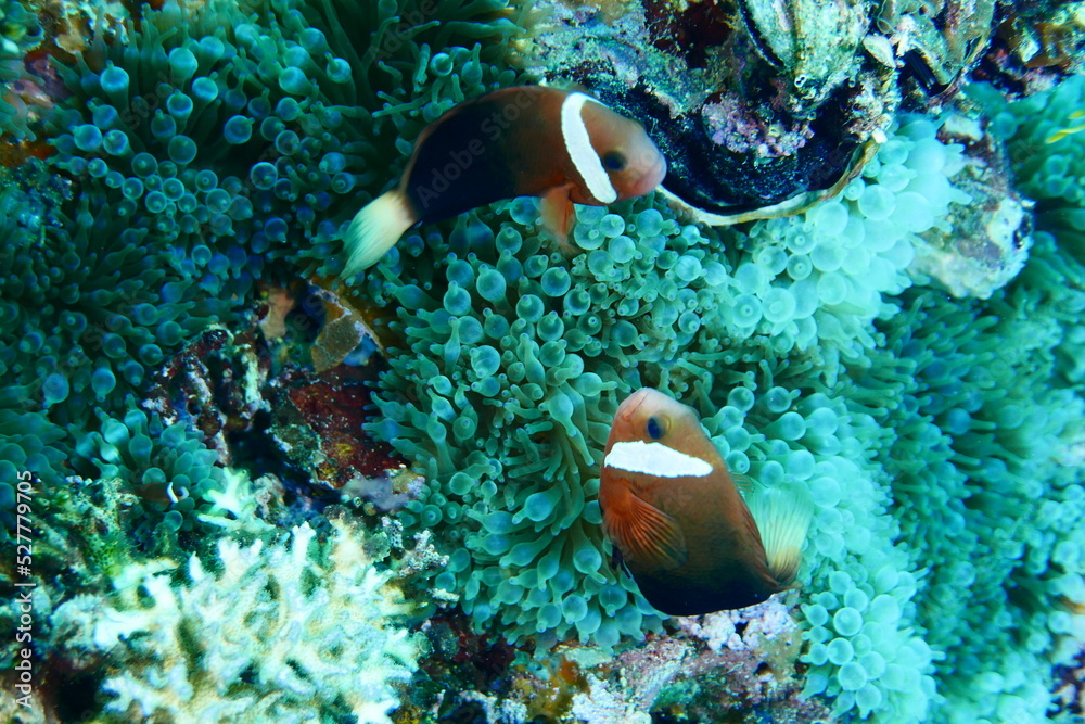 Diving on the "Iro" famous ship wrecks of the Palau archipelago. Diving ...