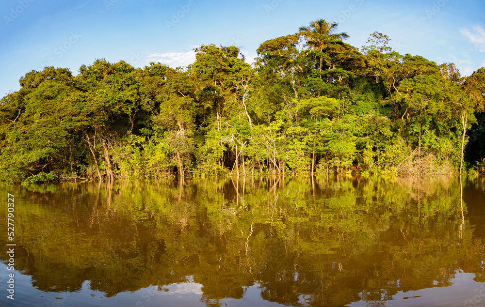 Amazonia - wall of green tropical forest of the Amazon jungle, green ...