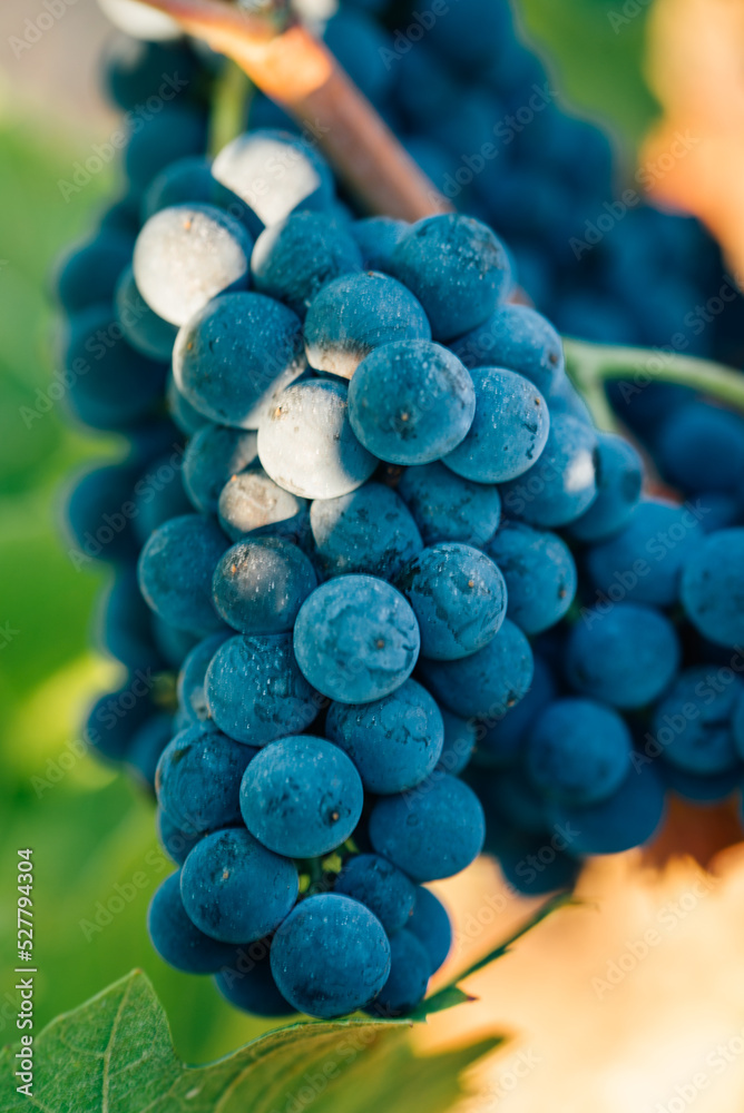 une grappe de raisins de mûr. Des raisins. Le murissement des raisins ...