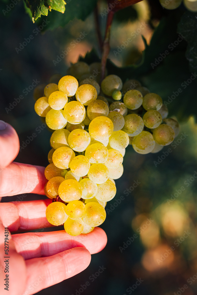 une grappe de raisins de mûr. Des raisins. Le murissement des raisins ...