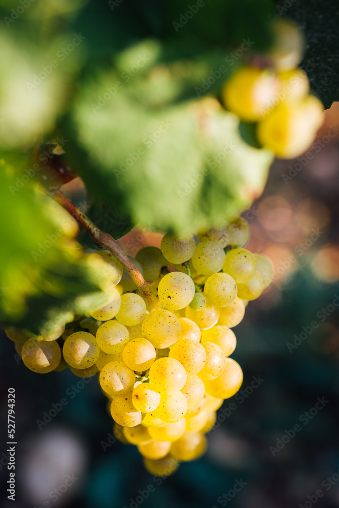 une grappe de raisins de mûr. Des raisins. Le murissement des raisins ...