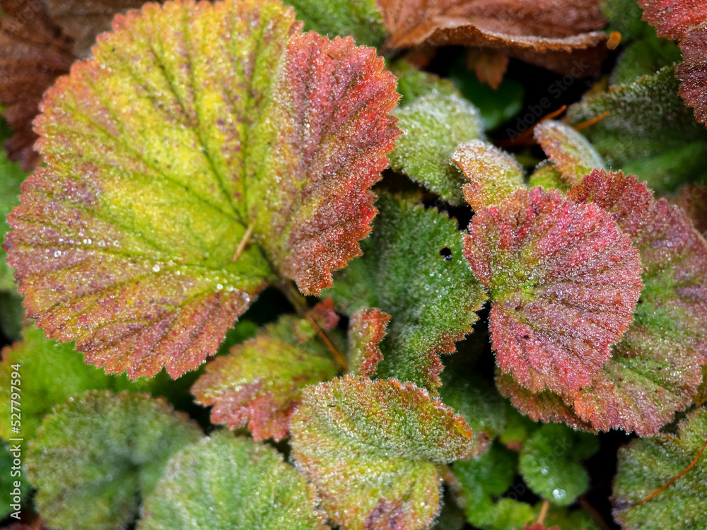 begonia plant leaves covered with a water drops, begonia plant in an ...
