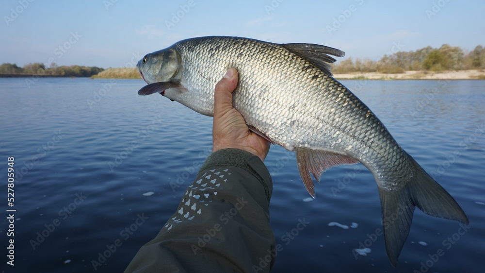 Asp fish in the angler's hand. Backdrop of a wild river. Catch and release Stock Photo | Adobe Stock