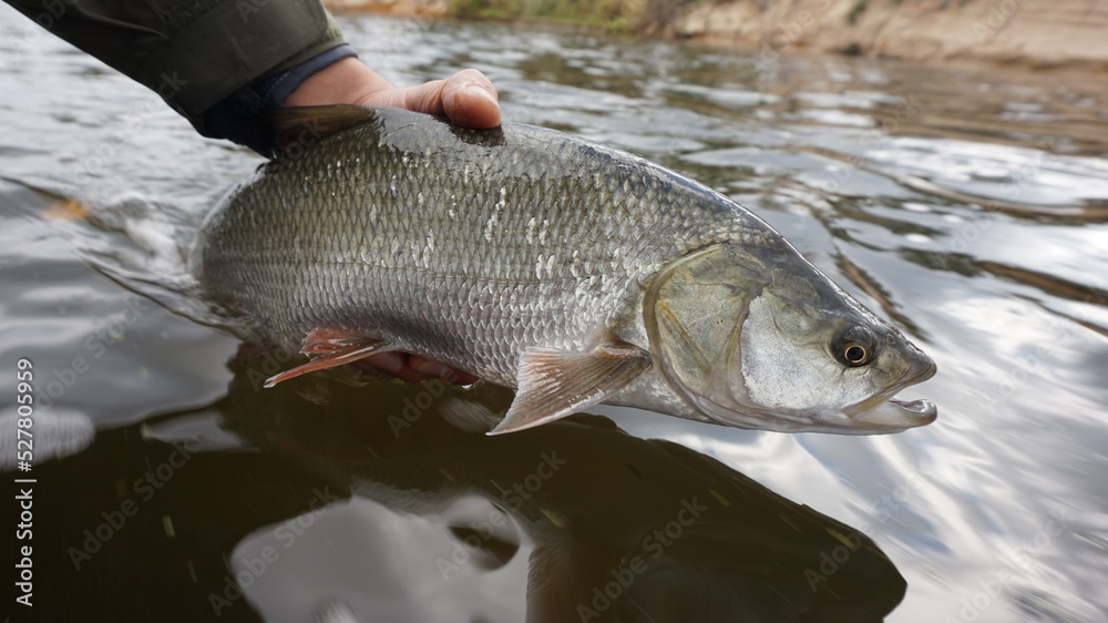 Asp fish in the angler's hand. Backdrop of a wild river. Catch and ...