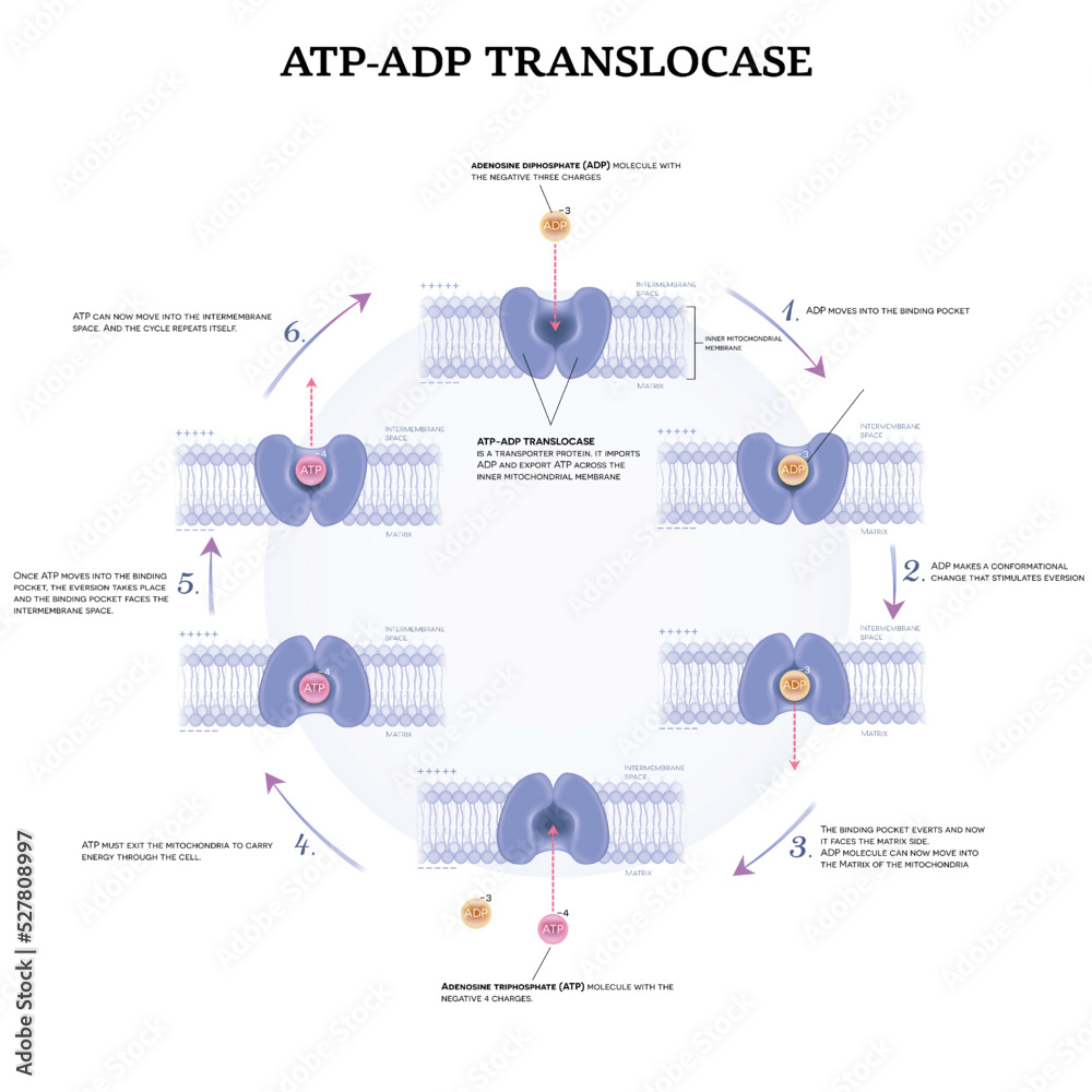ATP-ADP translocase is a transporter protein. It imports ADP and export ...