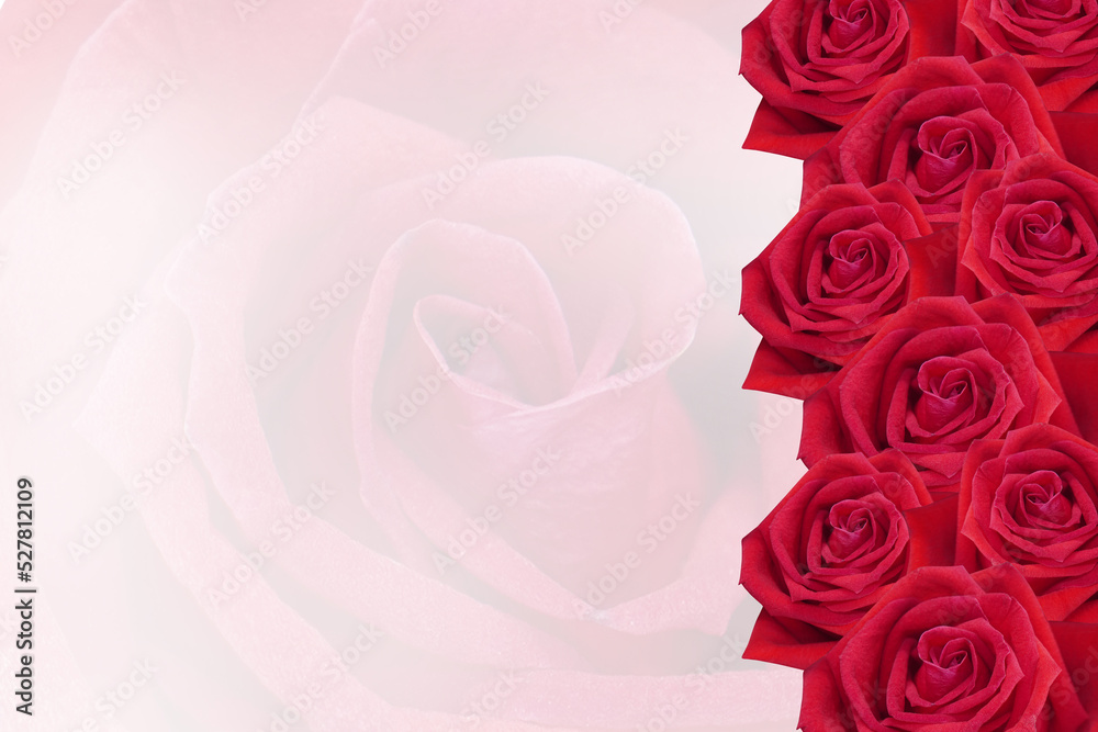 red roses are stacked on the right on blur red rose background, nature ...