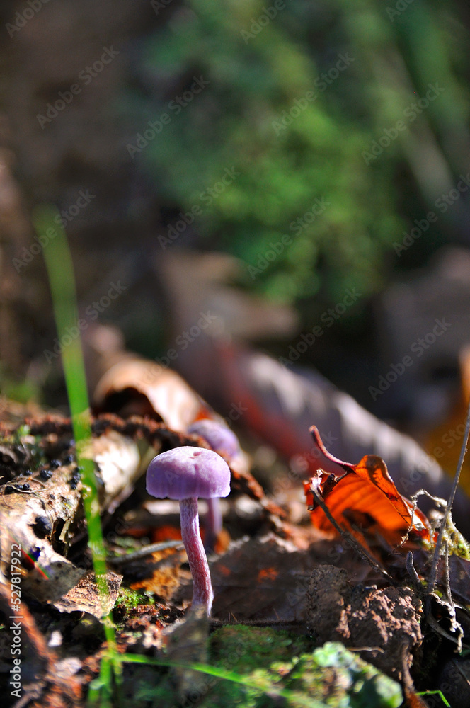 Setas en la naturaleza Stock Photo | Adobe Stock
