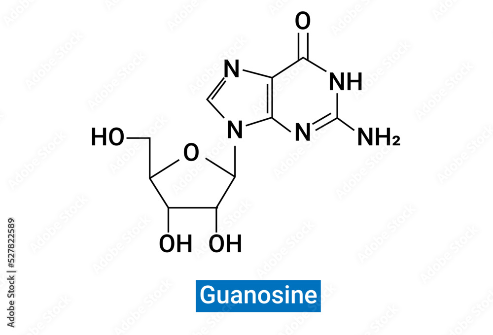 Guanosine is a purine nucleoside formed from a beta-N9-glycosidic bond ...