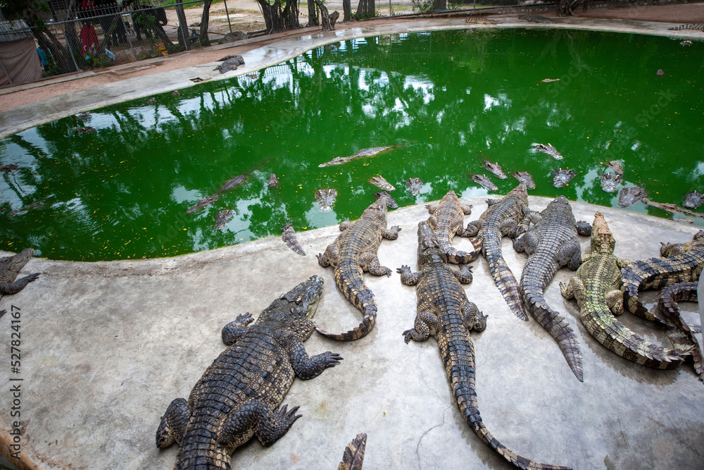 A farm for breeding crocodiles for slaughter for meat somewhere in ...