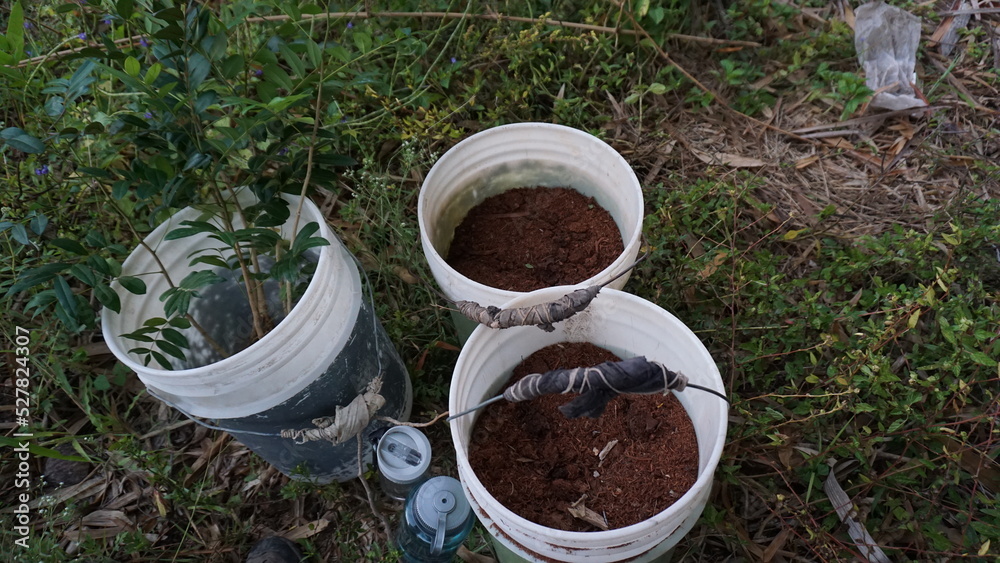 seedlings in buckets for a tree planting project in the community of ...