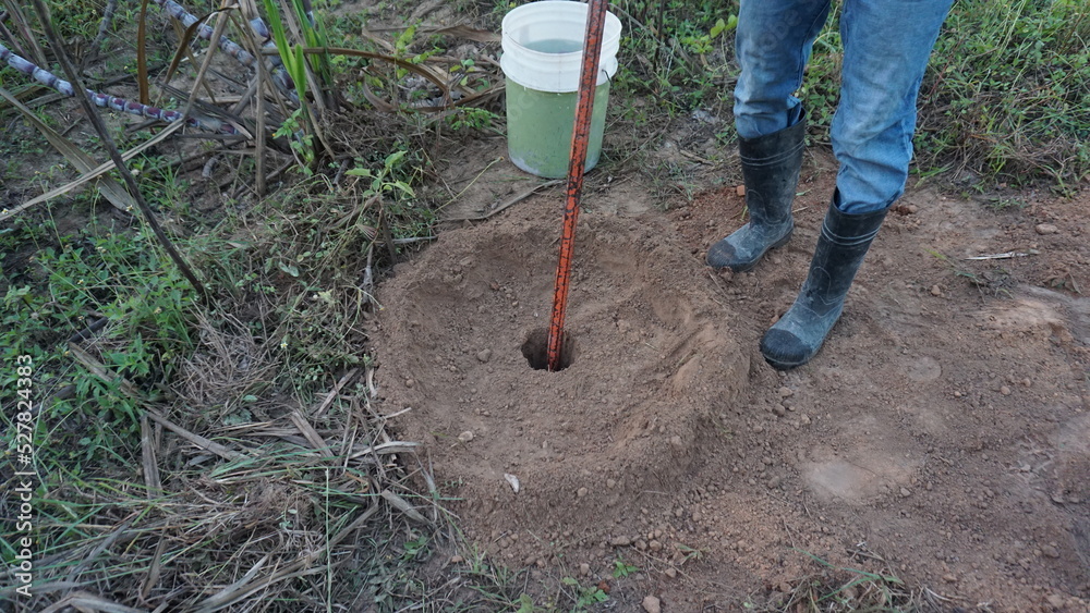 a volunteer putting a digging bar in a planting hole in order to plant ...