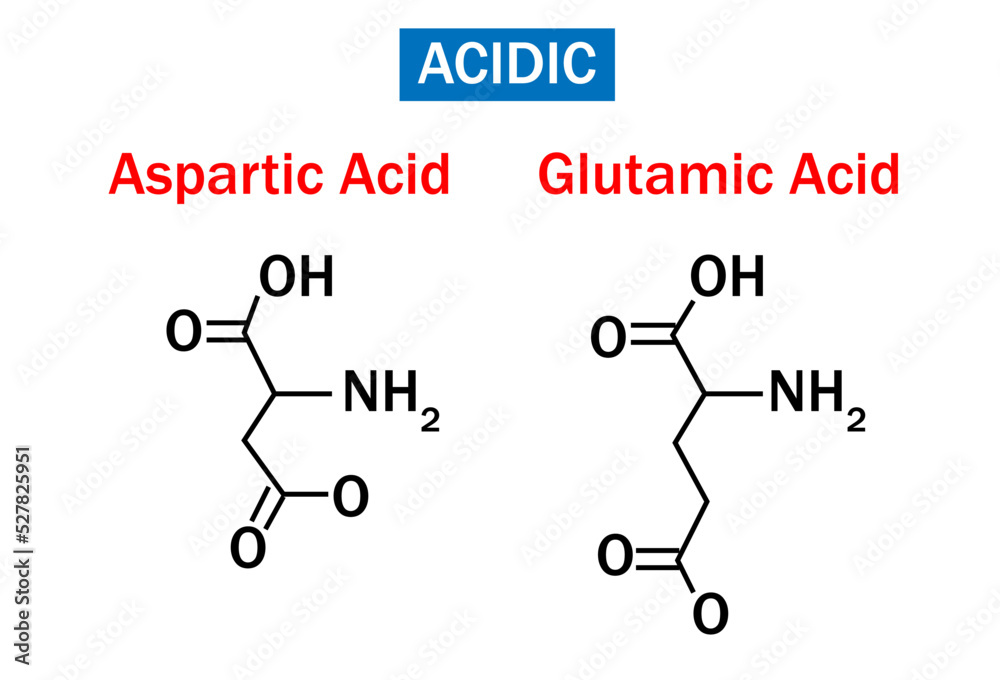 Structure of Aspartic and Glutamic Acid Stock Vector | Adobe Stock