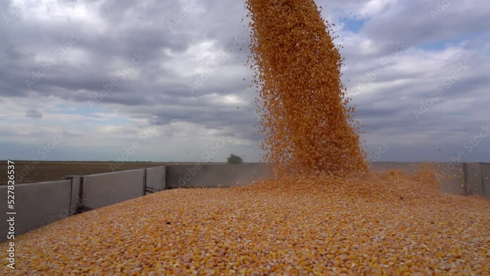 Corn Grain Yield. Grain Auger Of Combine Harvester Pouring Corn Crop in ...