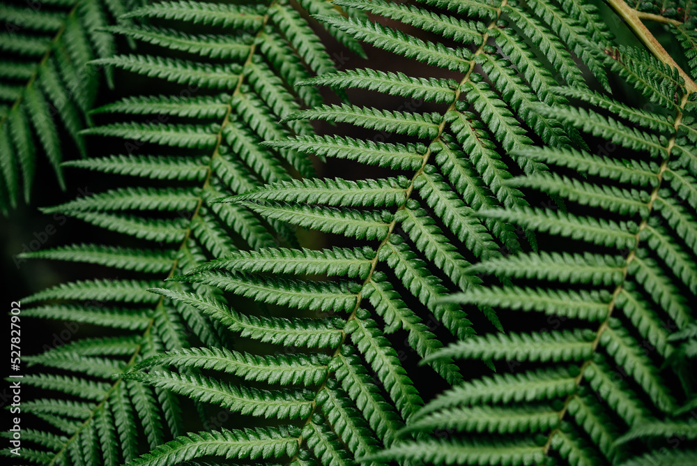 Green fern leaves texture close-up natural background Stock Photo ...