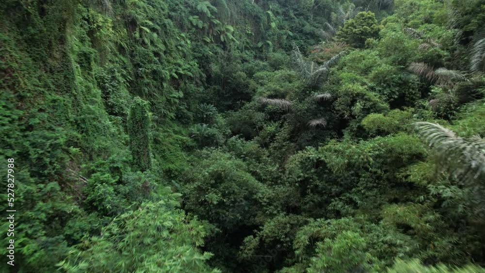 Mystical gorge overgrown with tropical rainforest, camera fly forward ...