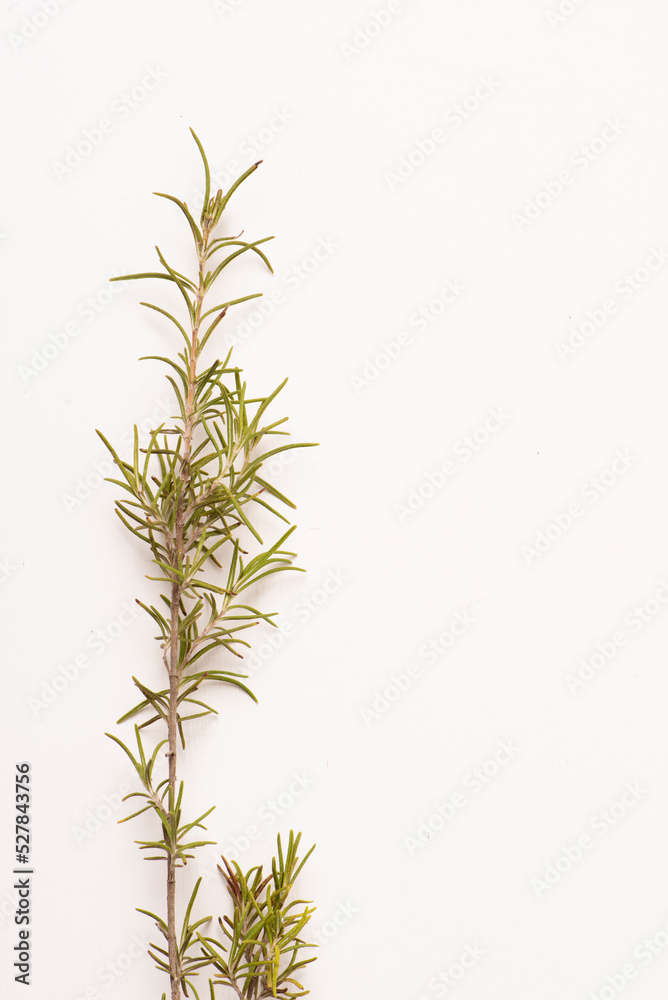 Rama de romero sobre fondo blanco. Hierba aromática, condimento para ...