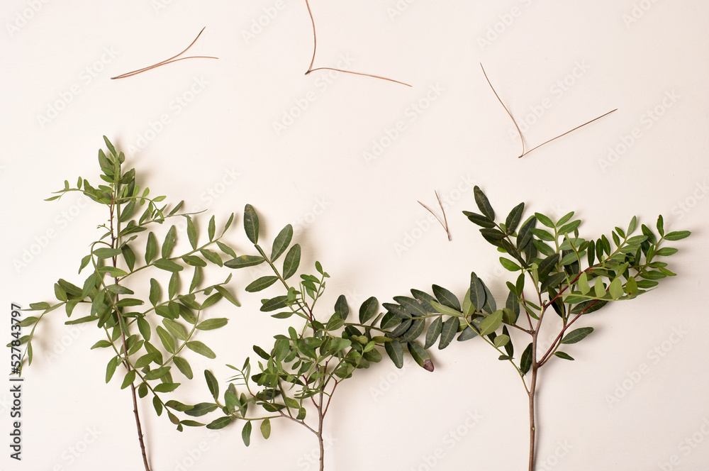 Ramas de arbusto y pinaza, simulando bosque con pajaros, imaginación ...