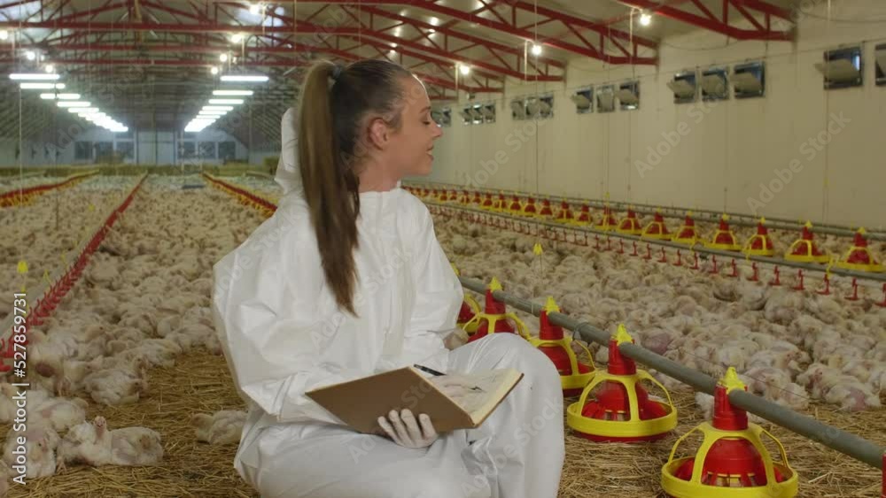 woman veterinarian in poultry farm Stock Video | Adobe Stock