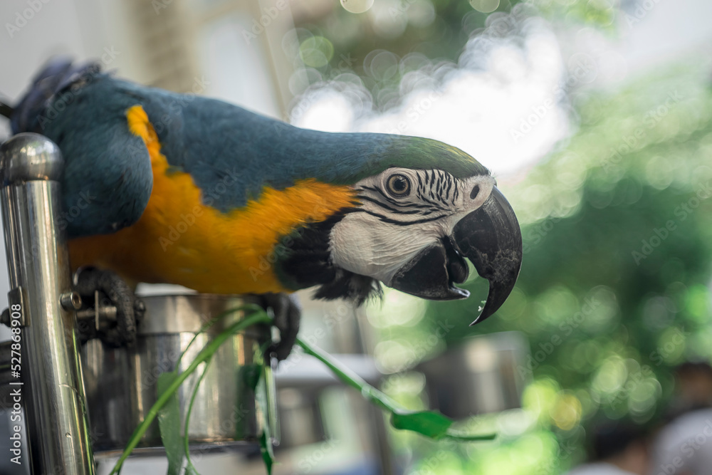 parrots of all colors are rare and extinct birds all over the world ...