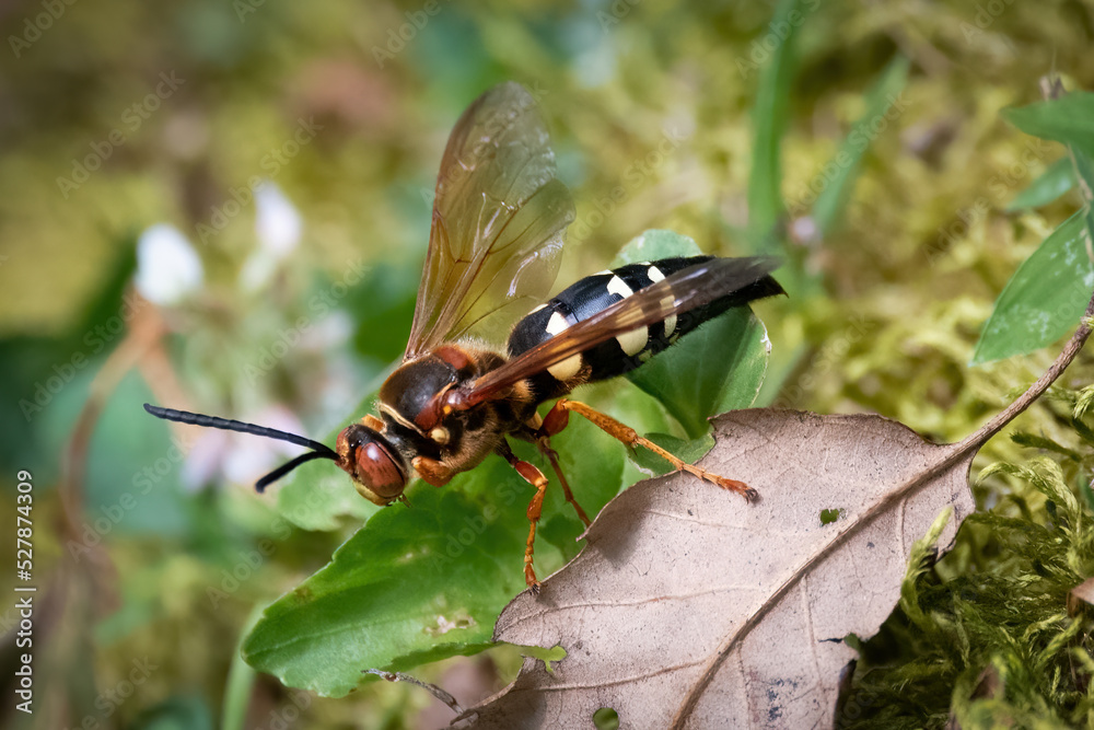 Cicada Killer on the prowl Stock Photo | Adobe Stock