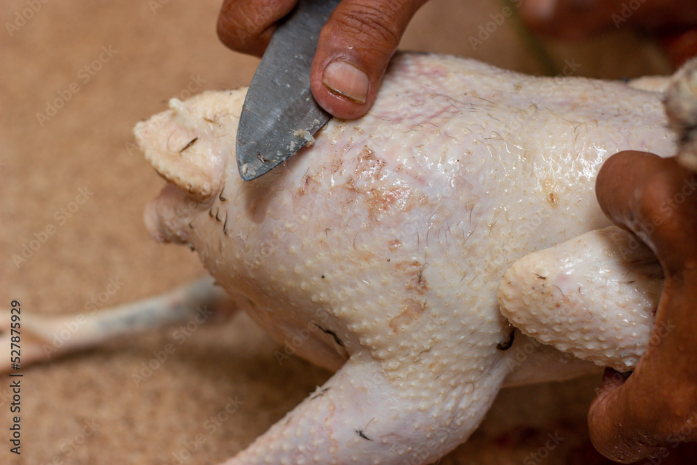 free-range chicken that has been slaughtered and has its feathers ...