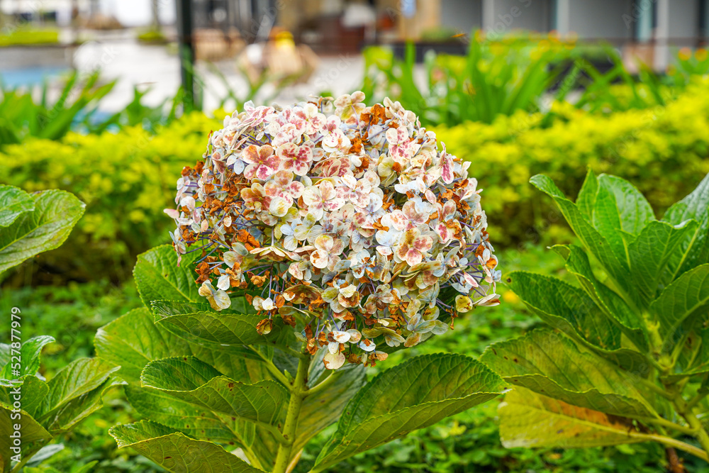 Hydrangea common names hydrangea or hortensia, is a genus of over 75 ...
