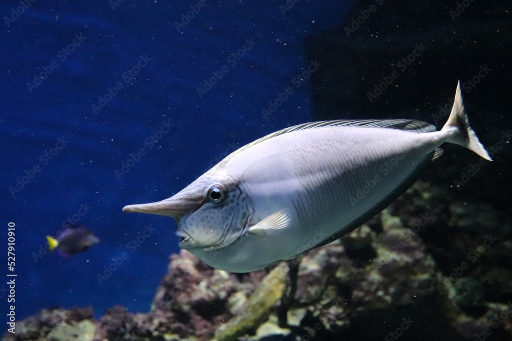 Ocean fish under water. Underwater photography. Oceanarium, Aquarium ...