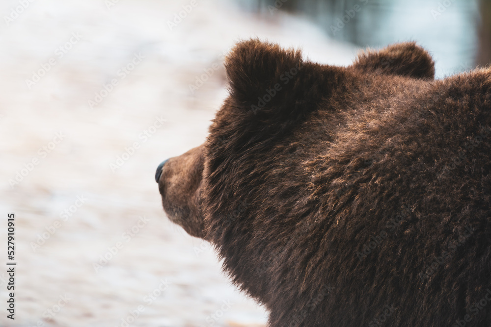 Brown bear head with thick brown animal fur in winter. Back view ...
