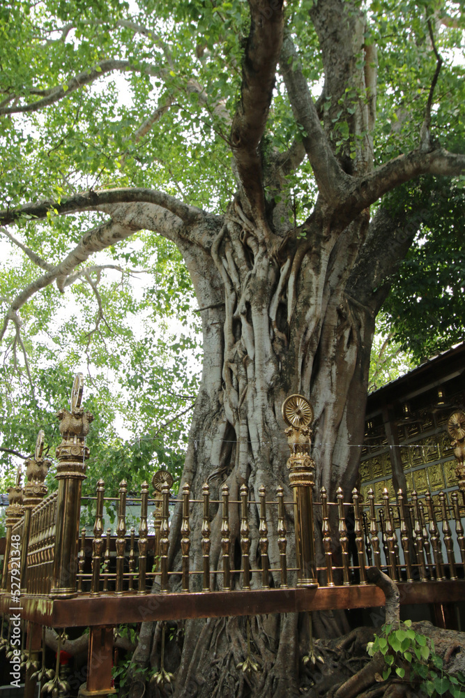 Bodhi Tree in Gangaramaya Temple in Colombo, Sri Lanka Stock Photo ...