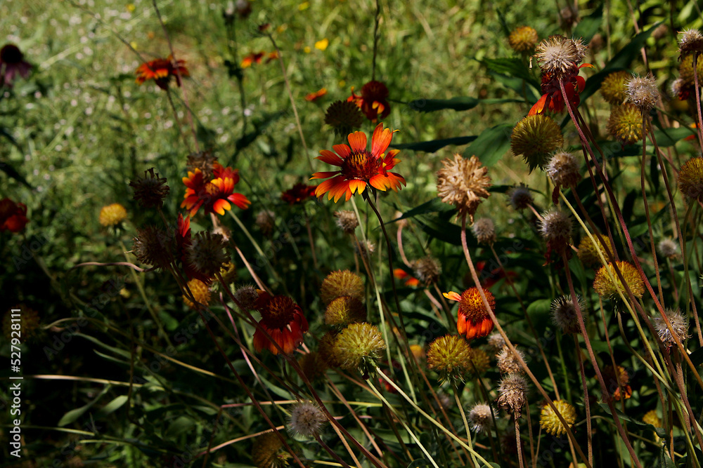 Autumn wilting of yellow garden flowers Coreopsis grandiflora ...