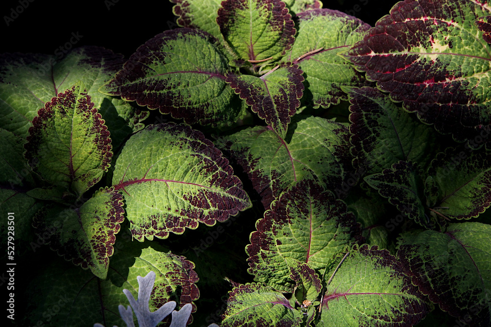 Common coleus, also known as painted nettle, botanically named os ...