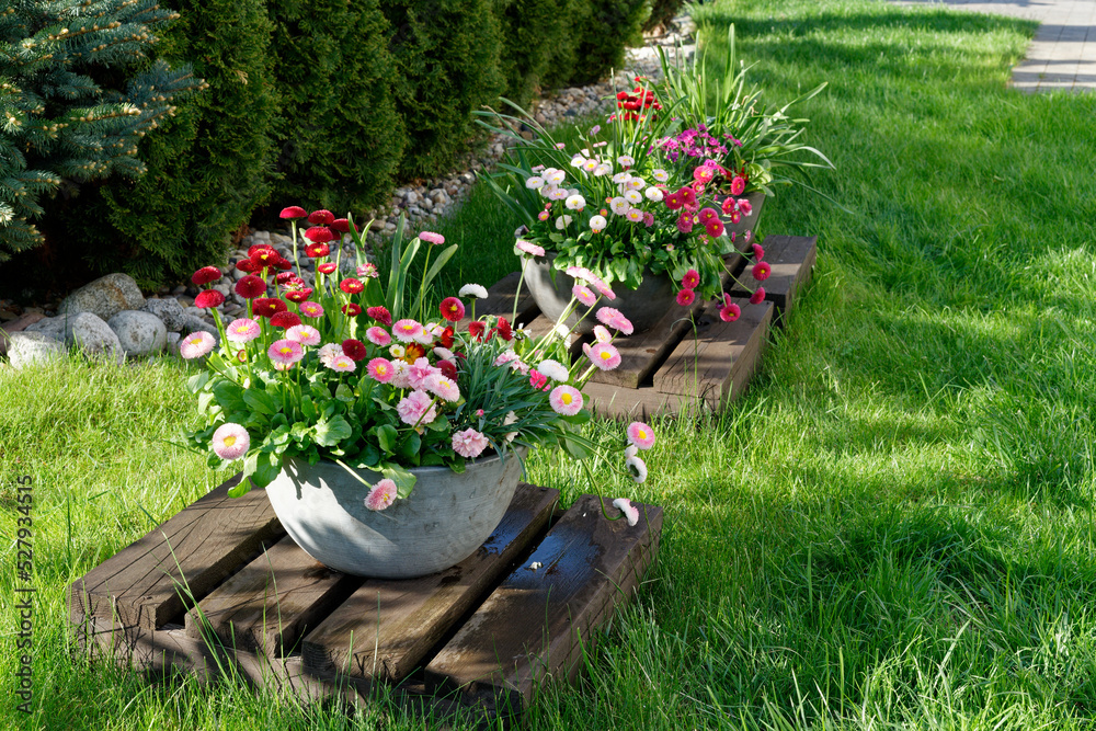 Kwiaty ogrodowe w donicach. Stock Photo | Adobe Stock