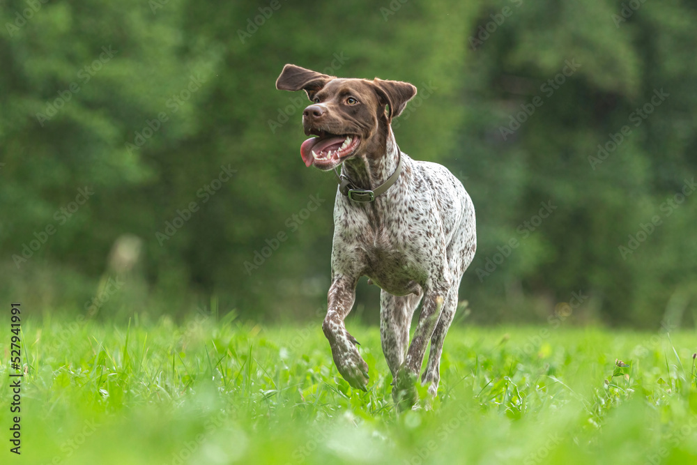 Cute dog group scenery: Portrait of braque francais dogs playing ...