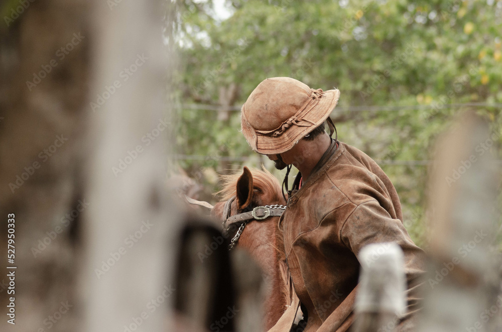 vaqueiro nordestino na vaquejada e pega de boi Stock Photo | Adobe Stock