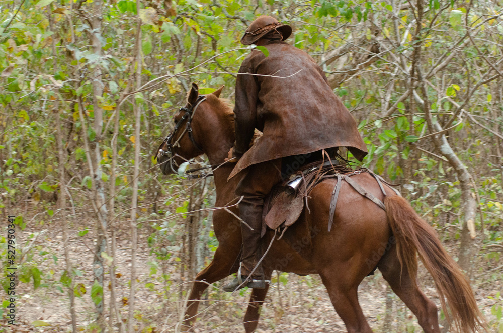 Foto de vaqueiro nordestino na vaquejada e pega de boi do Stock | Adobe ...