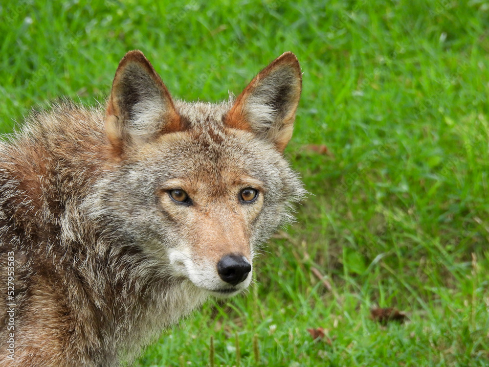 Coyote at Parc Omega in Montreal, Canada Stock Photo | Adobe Stock