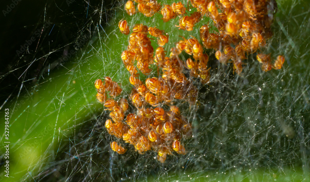 Baby orb weaver spiders, spiderlings, in nest, Yellow and black, macro ...