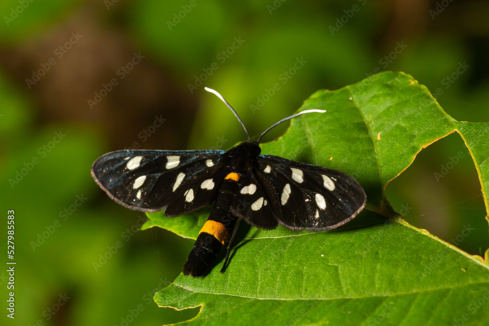 Nine-spotted moth or yellow belted burnet, Amata phegea, formerly ...