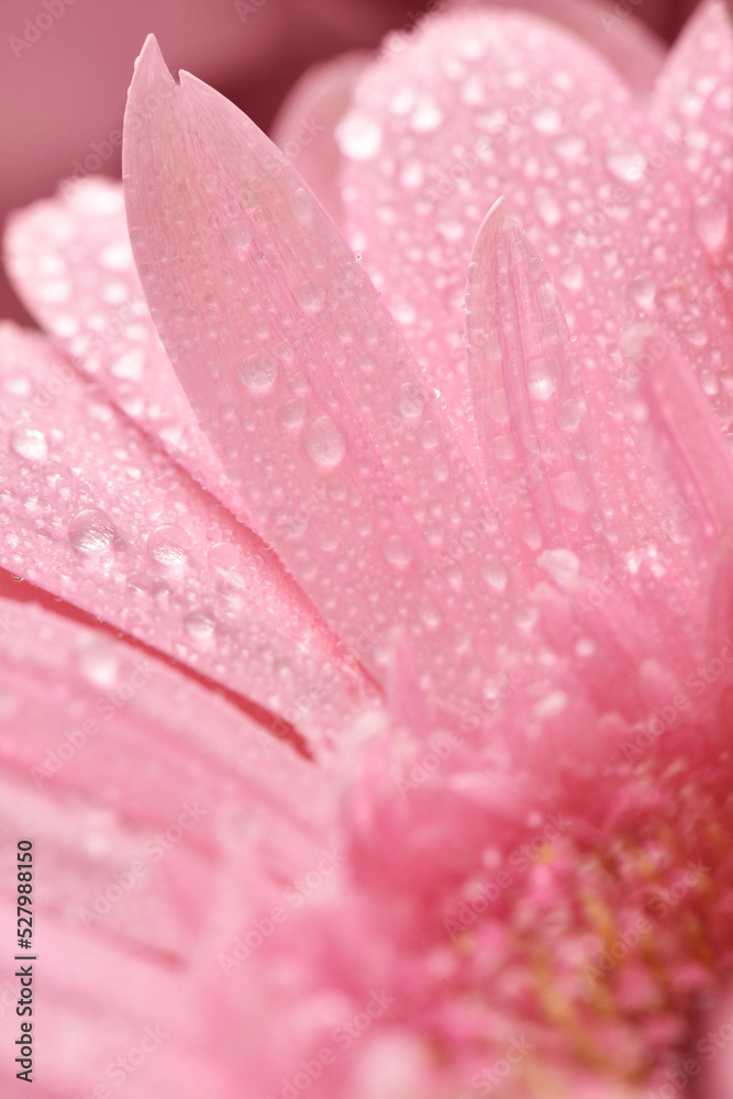 Gerbera close-up. High contrast macro photograph of large colored ...