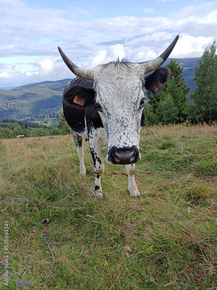 Vache de race vosgienne au Remspach, sur les hauteurs de la vallée de ...