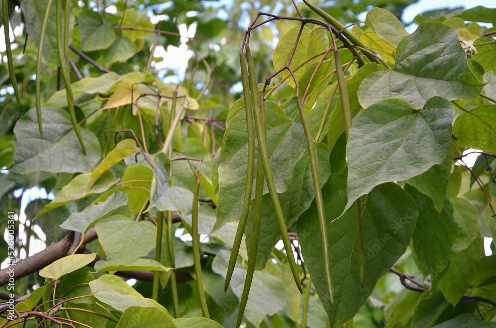 Nothern catalpa 'Catalpa speciosa' trees with green fruits- beans and ...