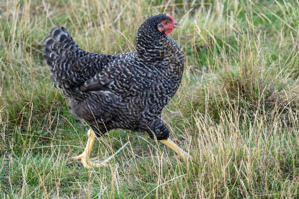 The Malines, Dutch: 'Mechelse Koekoek', a Belgian breed of large ...