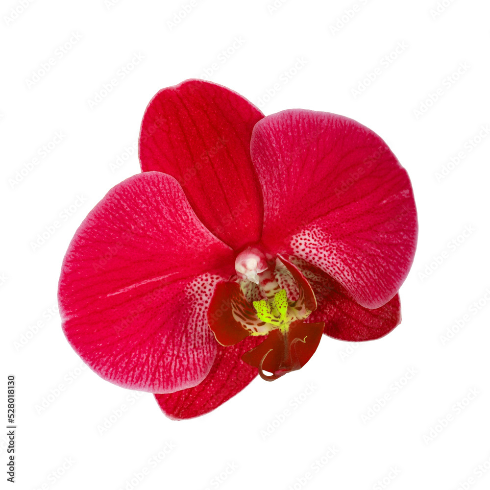 Red Orchid Png