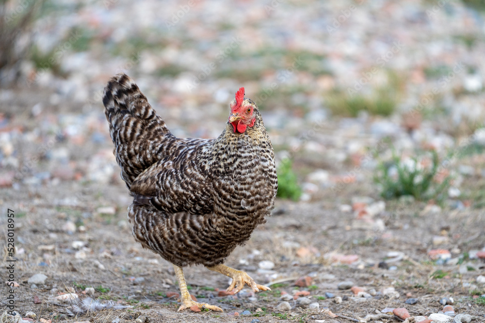 The Malines, Dutch: 'Mechelse Koekoek', a Belgian breed of large ...