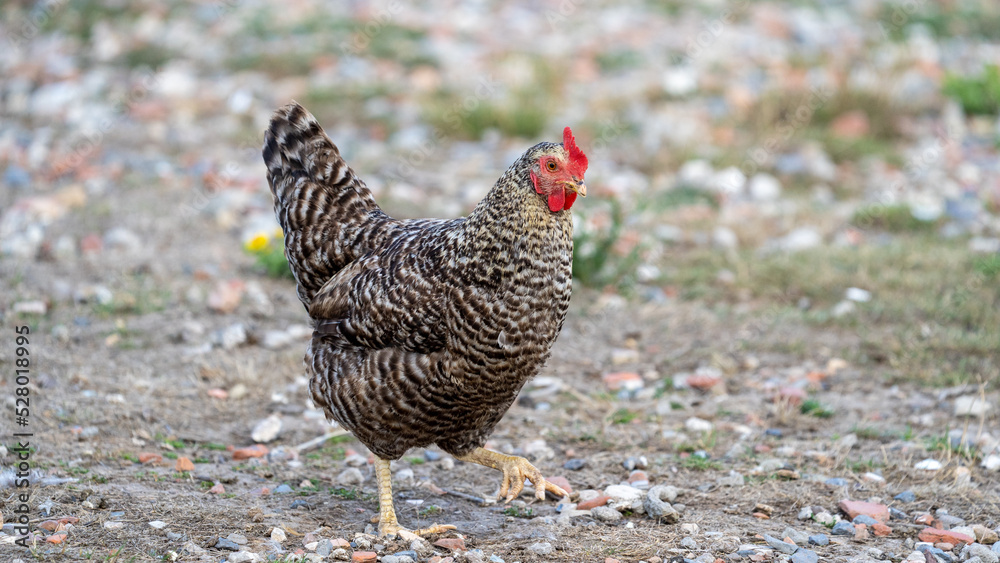 The Malines, Dutch: 'Mechelse Koekoek', a Belgian breed of large ...